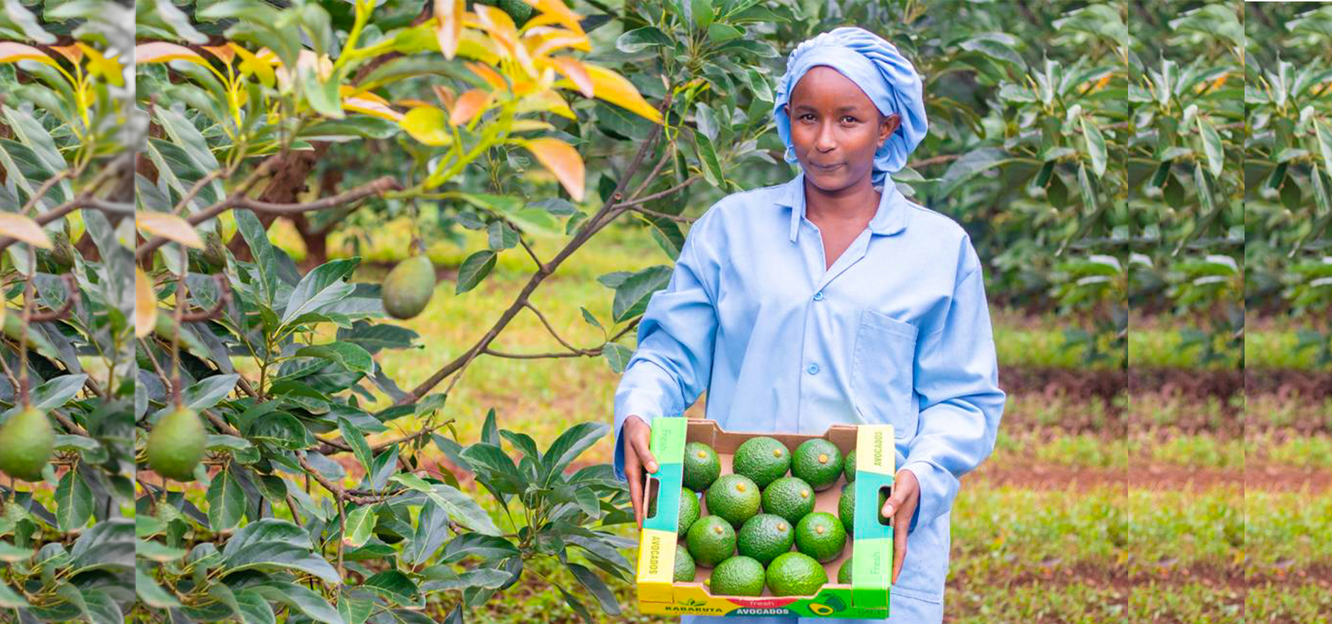 Karakuta Farm – Karakuta Farm specialises in production and exporting ...